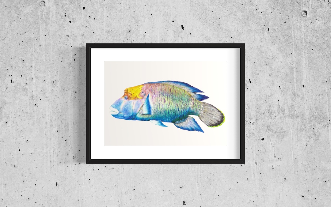 Maori Wrasse Art - Etsy