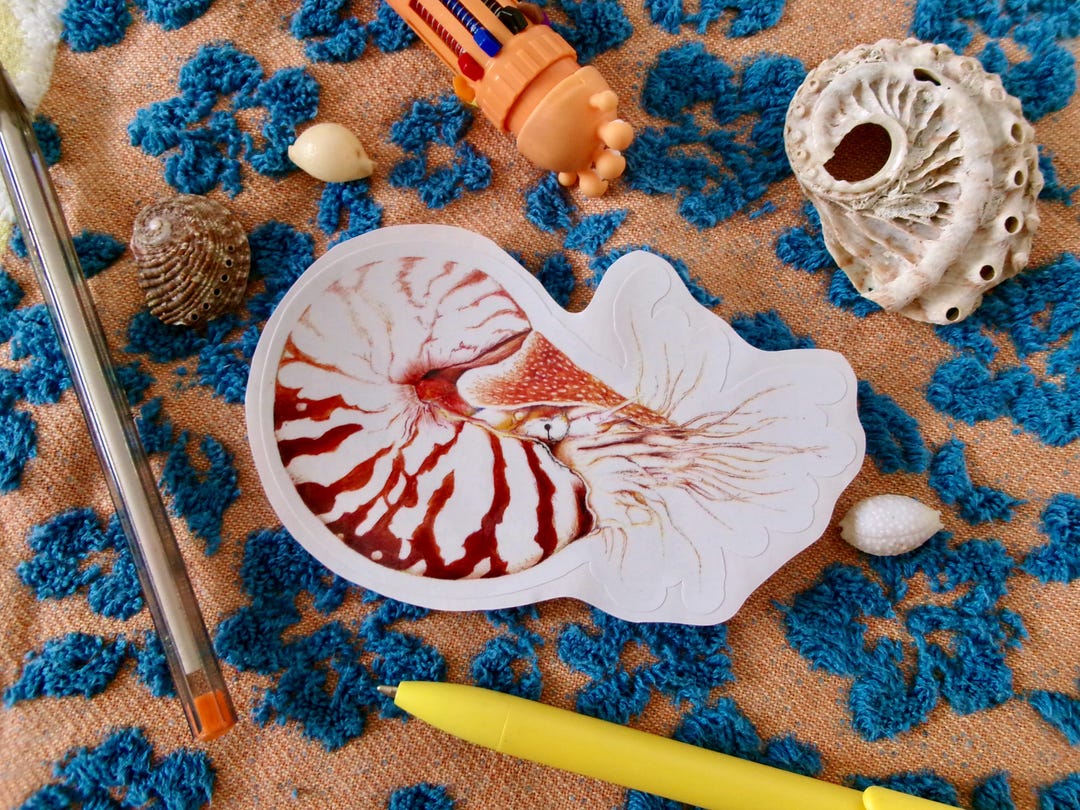 Nautilus Shell Sticker - Etsy