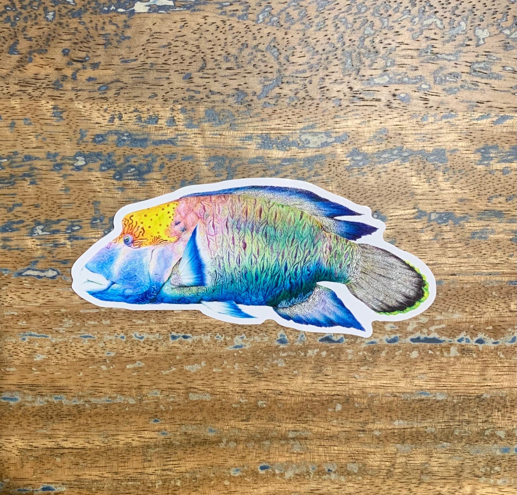 Maori Wrasse Sticker - Etsy
