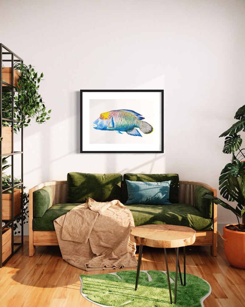 Maori Wrasse Art - Etsy