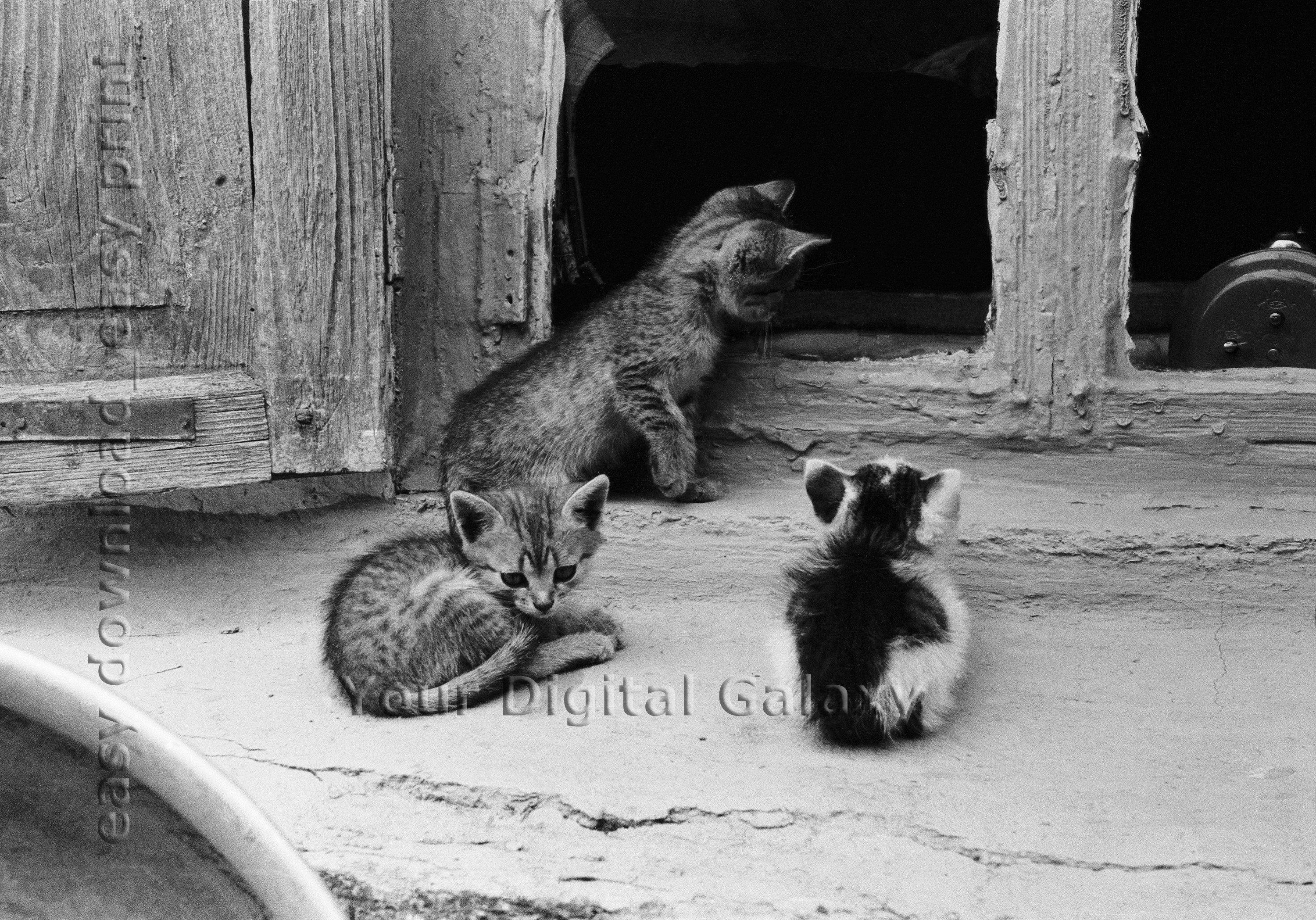 DIGITAL Printable Vintage Photo Poster, 1968 Kittens, Barn Cats, Soviet ...