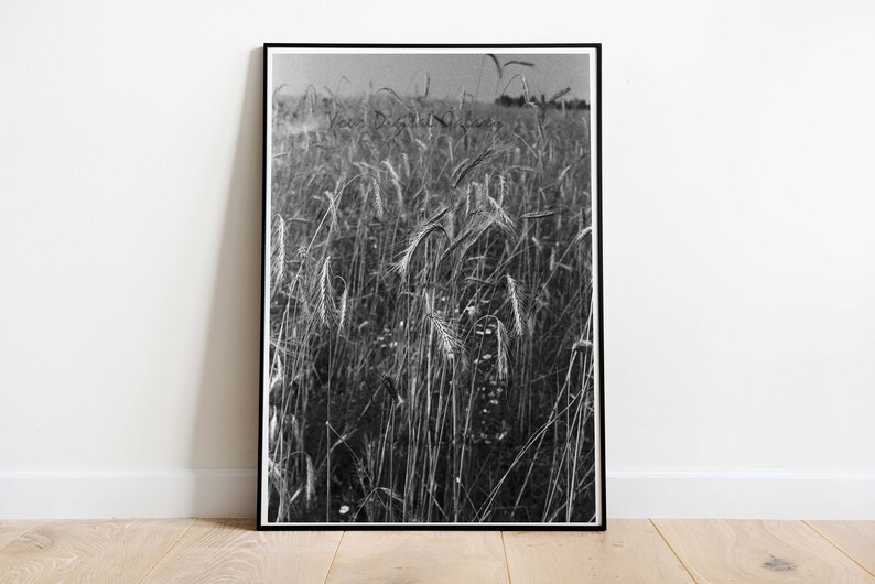 Wheat in Soviet Ukraine Vintage Photo 1981, DIGITAL Printable Black and ...