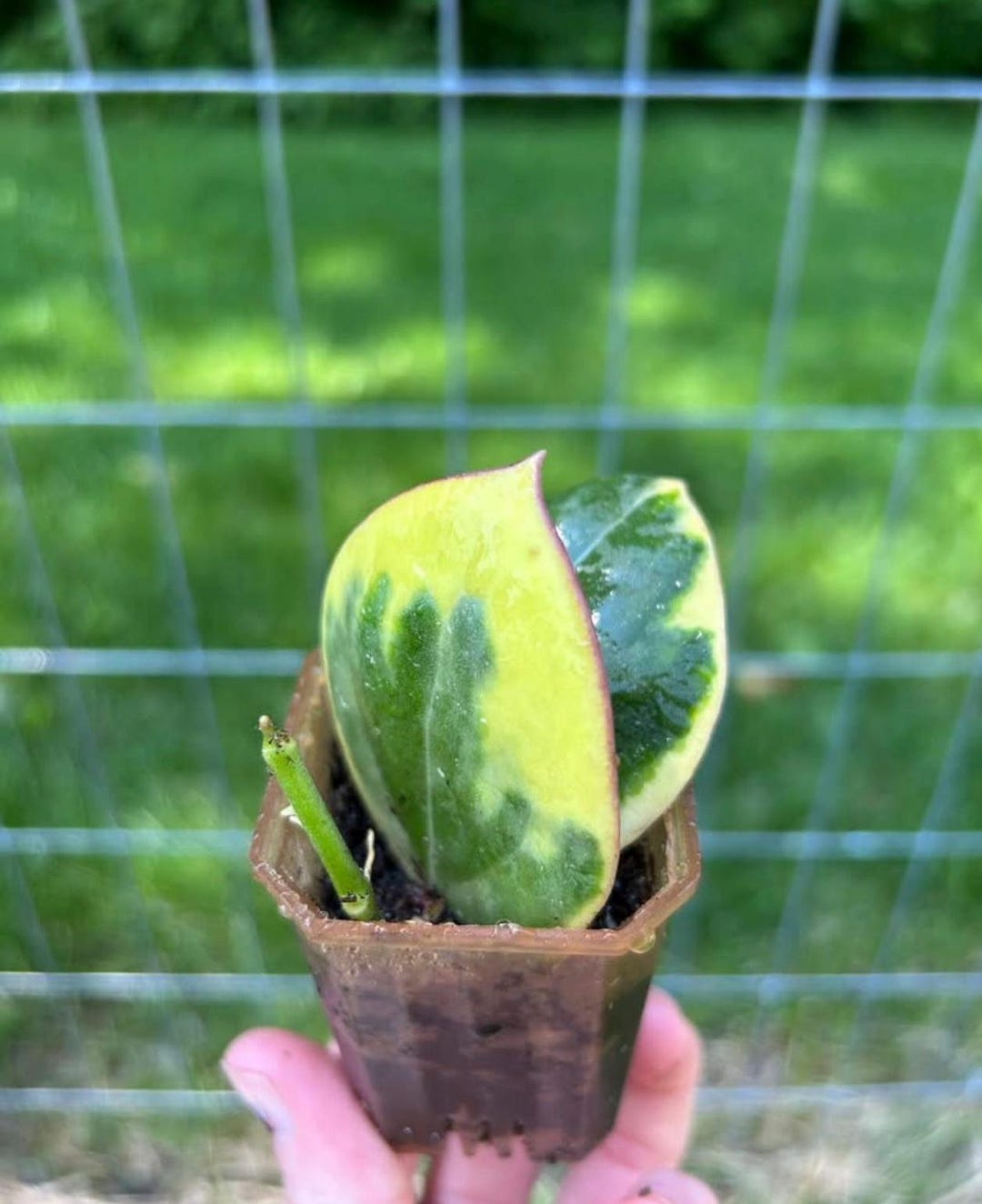 Hoya Varieties— Rare and Common; Hoya Nova Ghost, Hoya Lacunosa Bruno ...