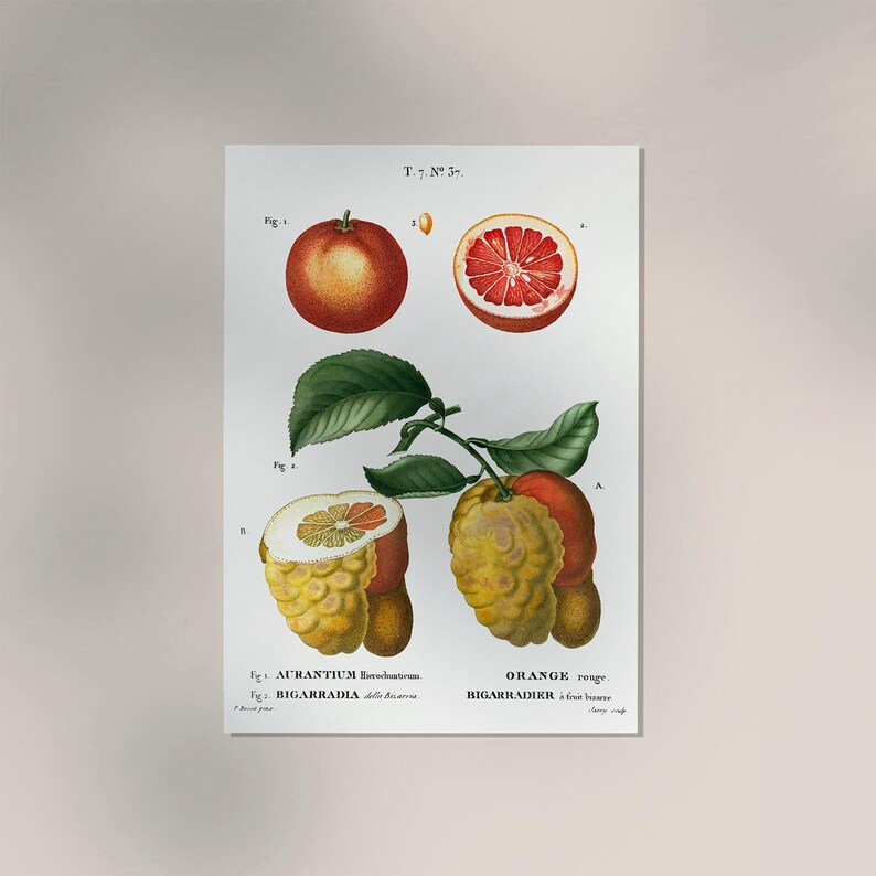 Citrus Chart Fruit Art Print - Etsy