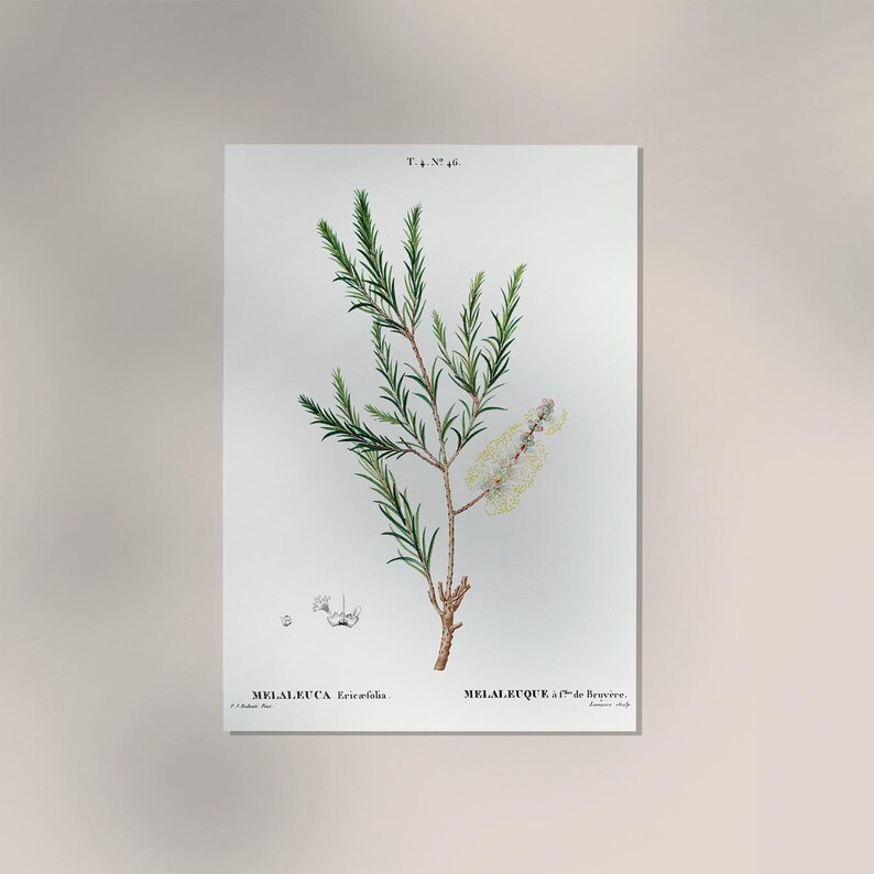 Melaleuca Botanical Art Print - Etsy