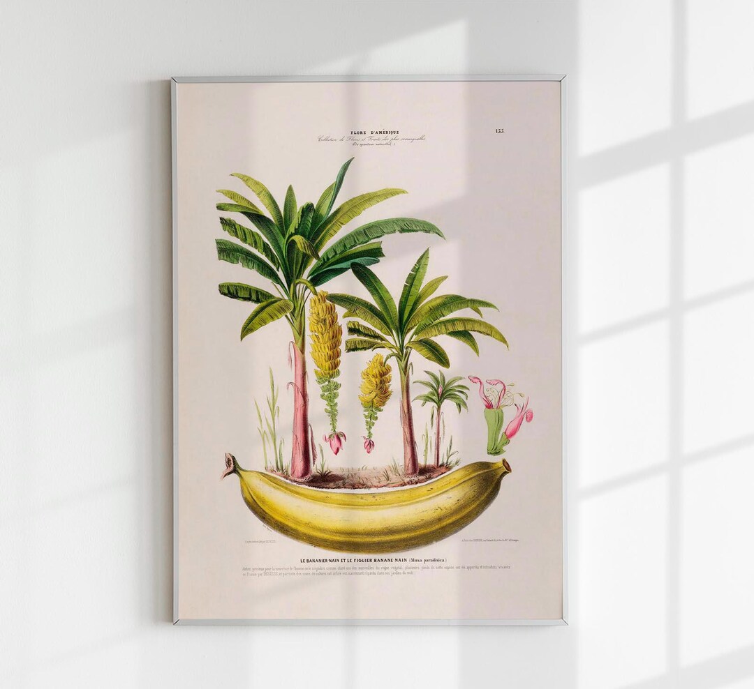 Le Bananier Musa Paradisica Botanical Art Print - Etsy