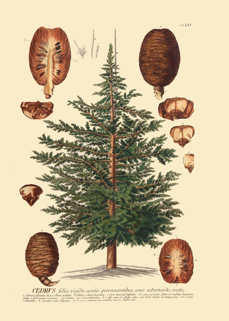Cedres Tree Botanical Art Print - Etsy