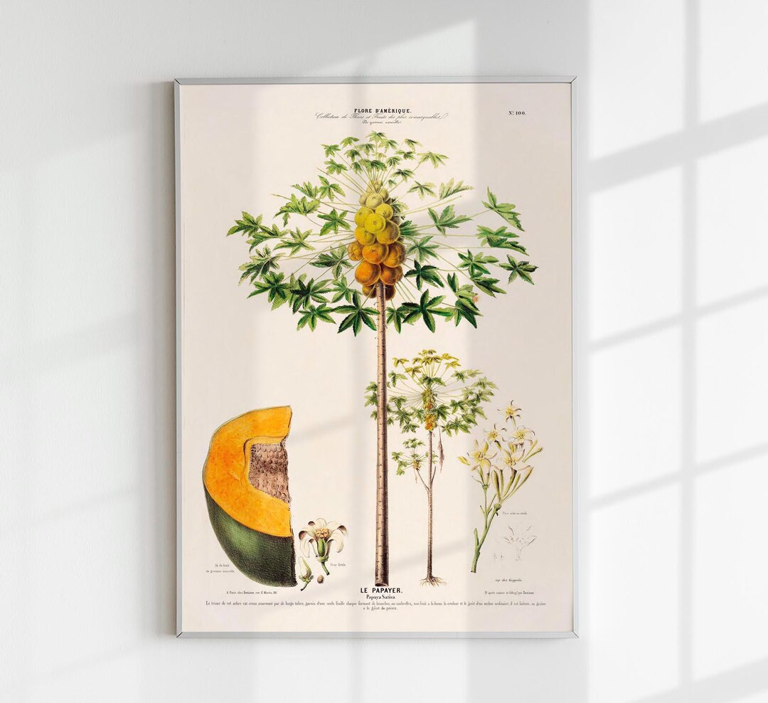 Le Papayer Botanical Art Print - Etsy