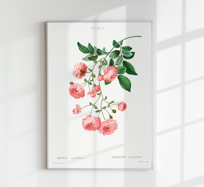 Rosa Multiflora Botanical Art Print - Etsy