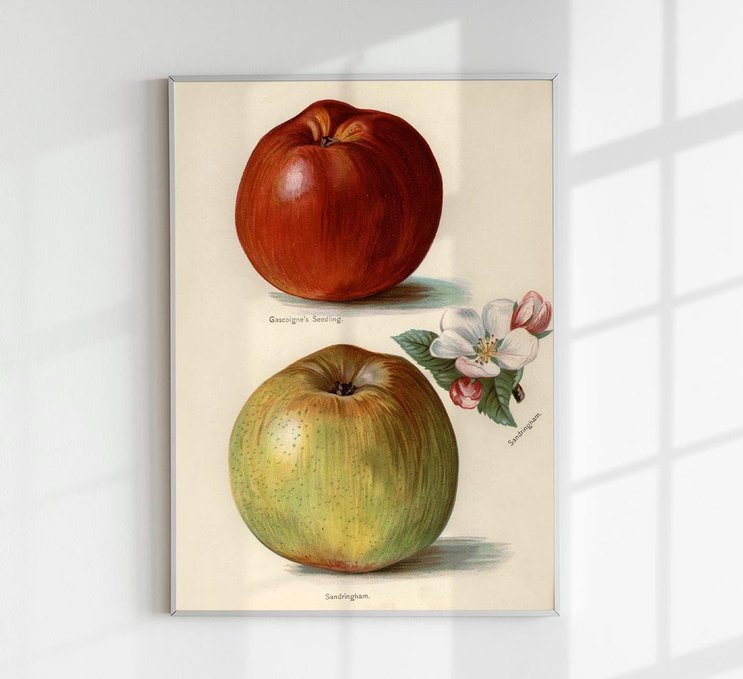 Gascoigne Sandringham Apples Fruit Art Print - Etsy