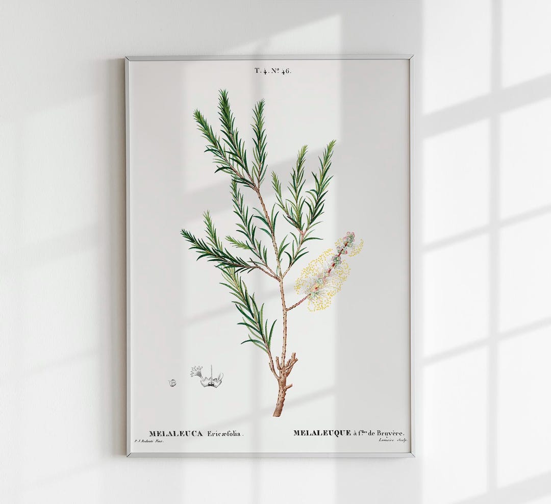 Melaleuca Botanical Art Print - Etsy
