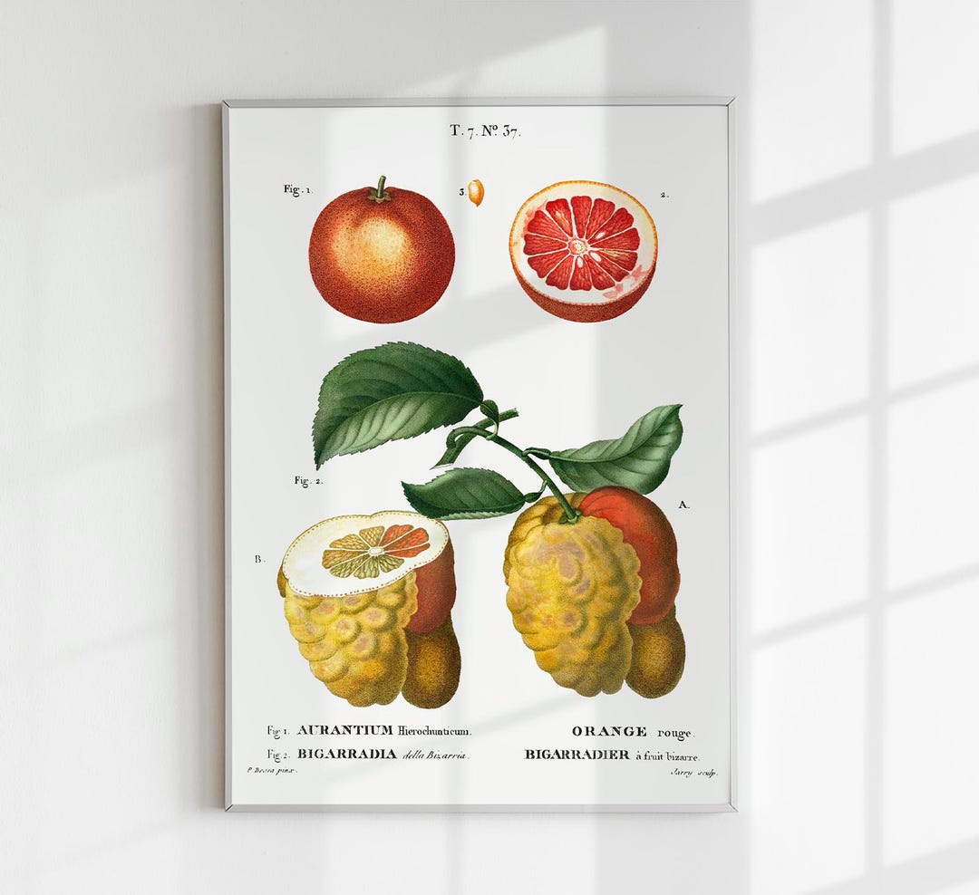 Citrus Chart Fruit Art Print - Etsy