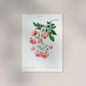Rosa Multiflora Botanical Art Print - Etsy