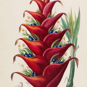 Le Balisier Botanical Art Print - Etsy