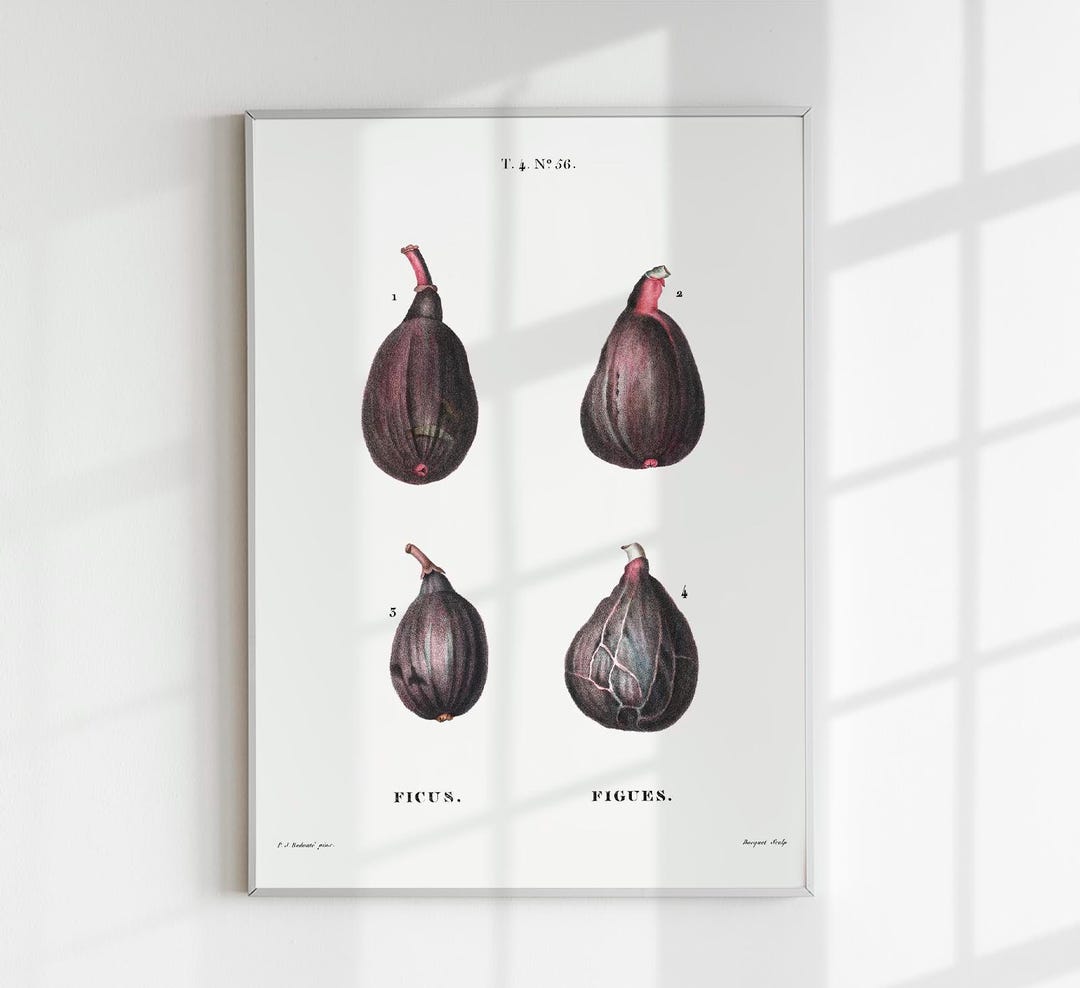 Figs Botanical Poster Botanical Art Print - Etsy