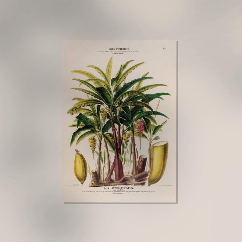 Les Bananiers Figues Botanical Art Print - Etsy