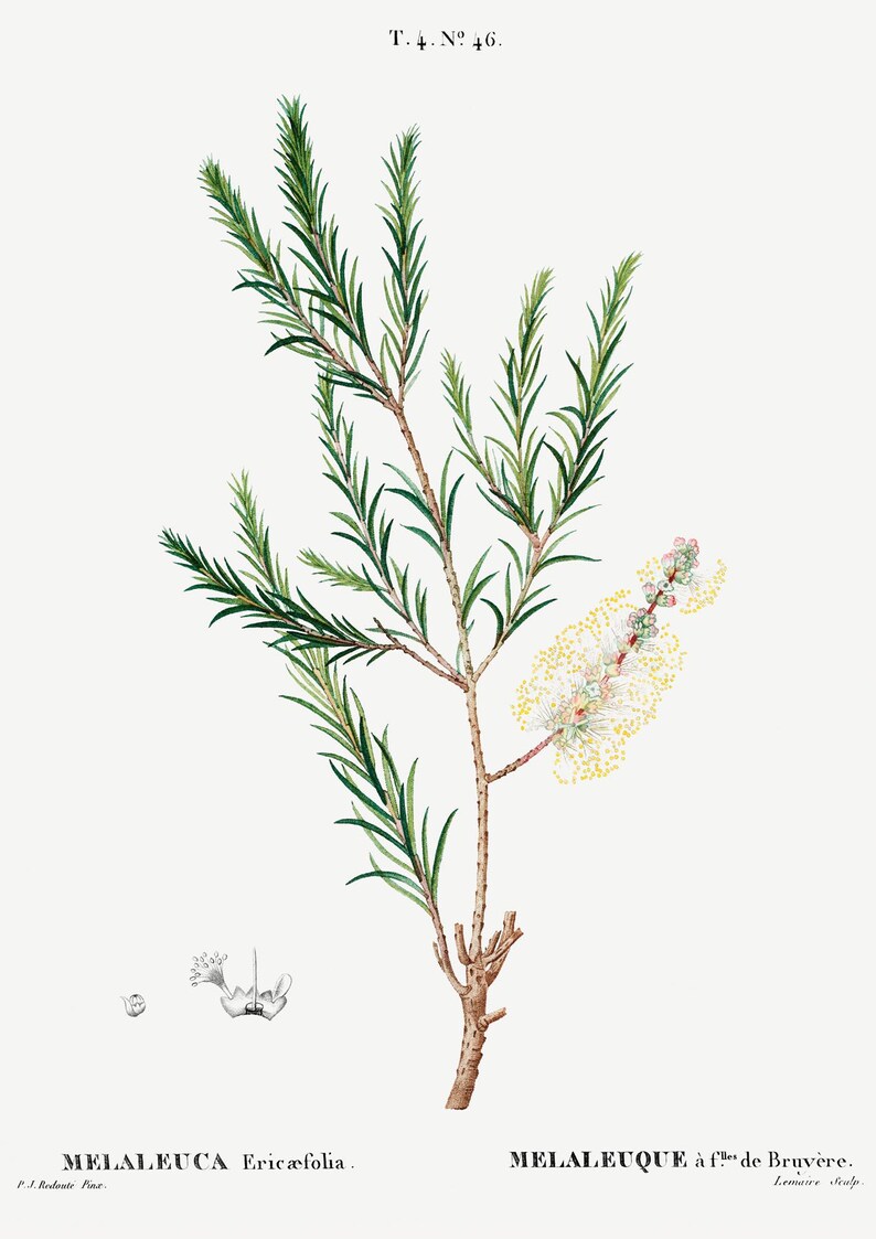 Melaleuca Botanical Art Print - Etsy