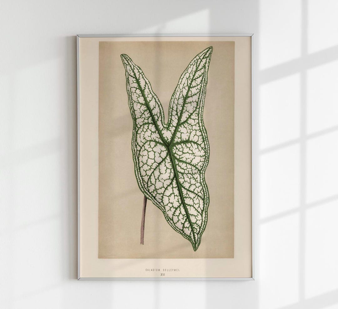 Rare Leaves Caladium Botanical Art Print - Etsy
