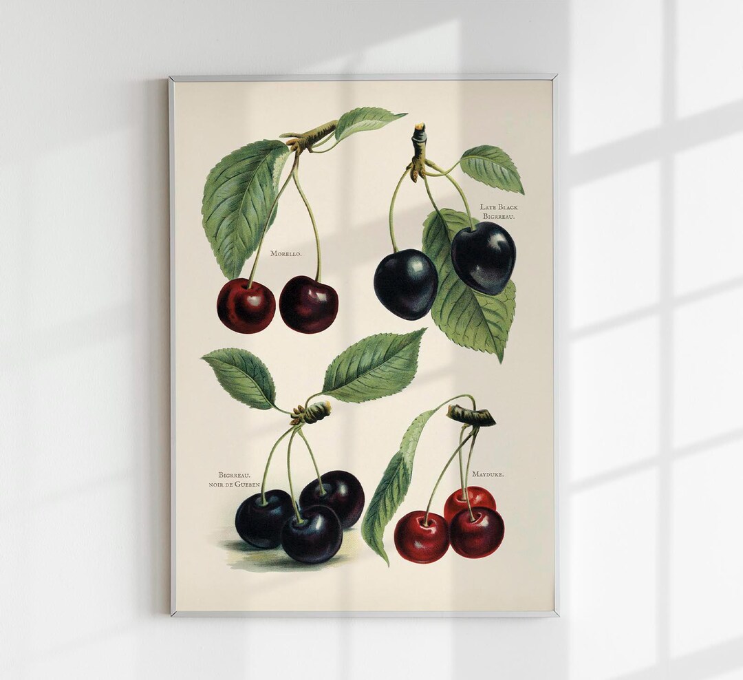 Morello Mayduke Cherries Fruit Art Print - Etsy