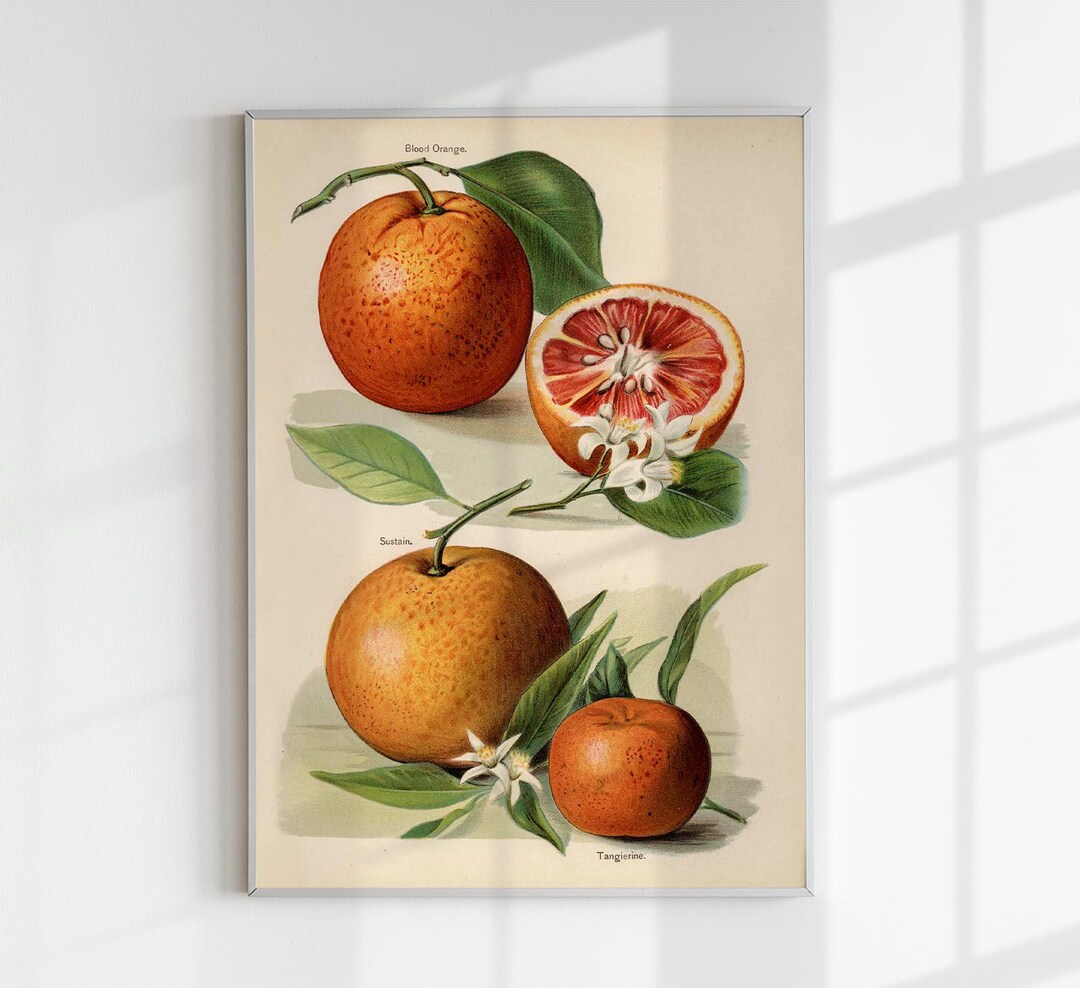 Blood Orange Fruit Art Print - Etsy