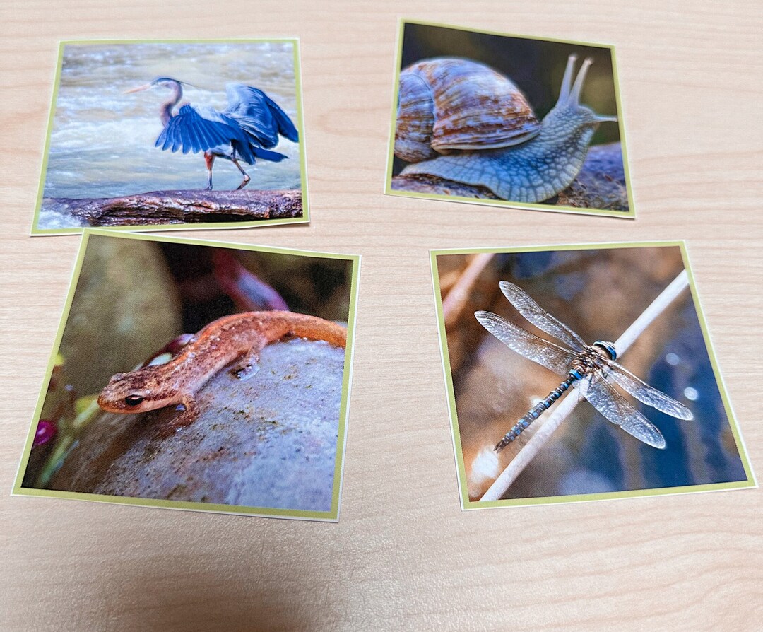 Pond Animals Language Cards - Etsy
