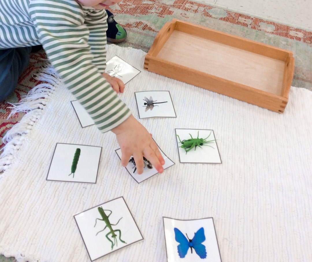 Montessori Insect Language Cards - Etsy
