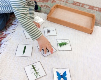 Montessori Insect 3 Part Cards - Etsy