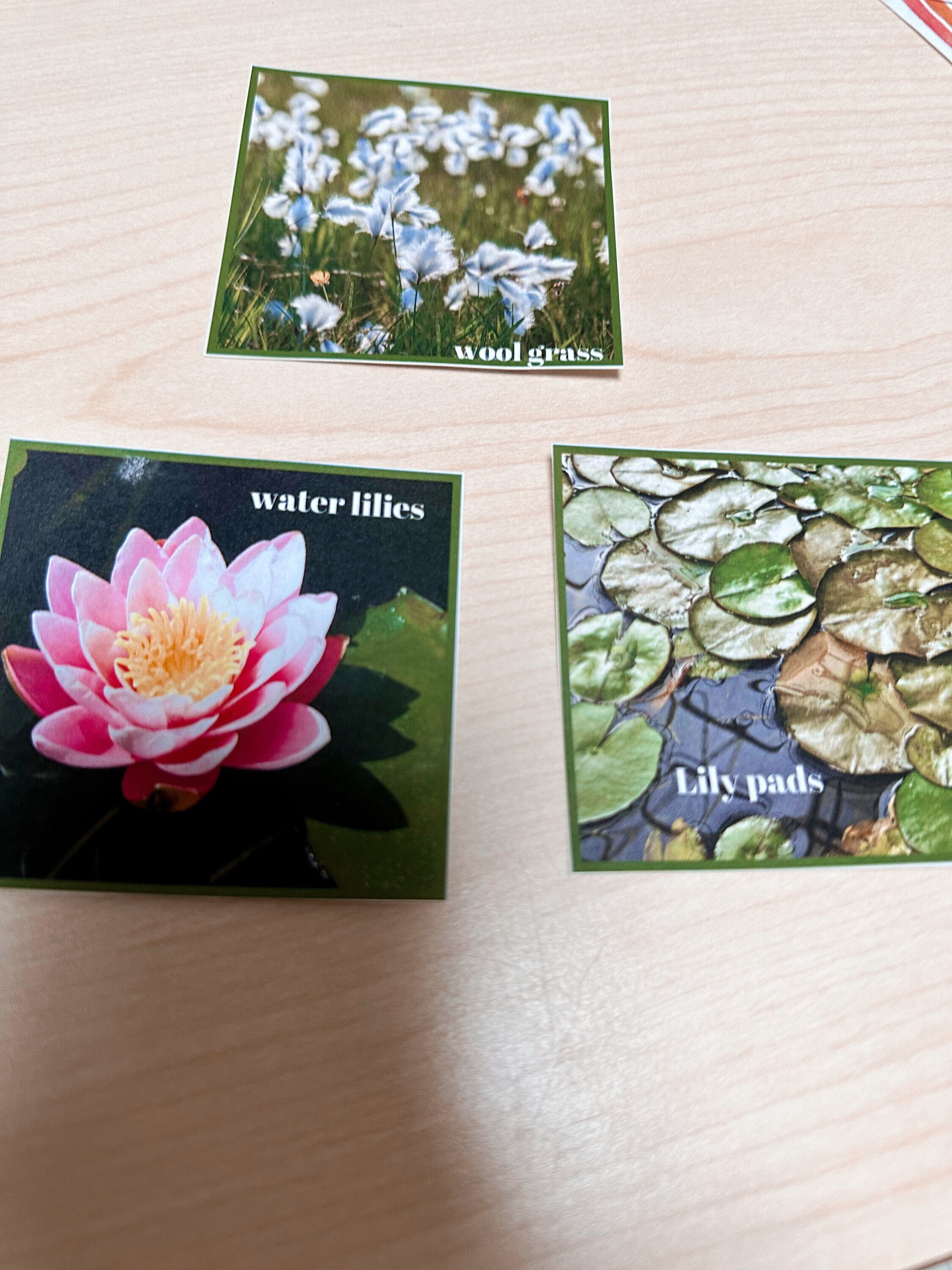 Pond Plants Language Cards - Etsy