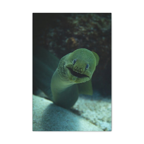 Moray Eel Art - Etsy