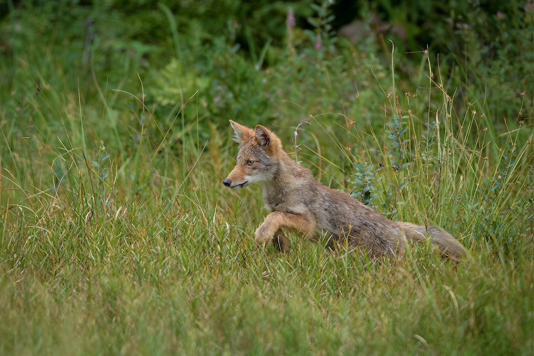 Coyote Pup Playing Coyote Pup Cute Coyote Young Coyote - Etsy