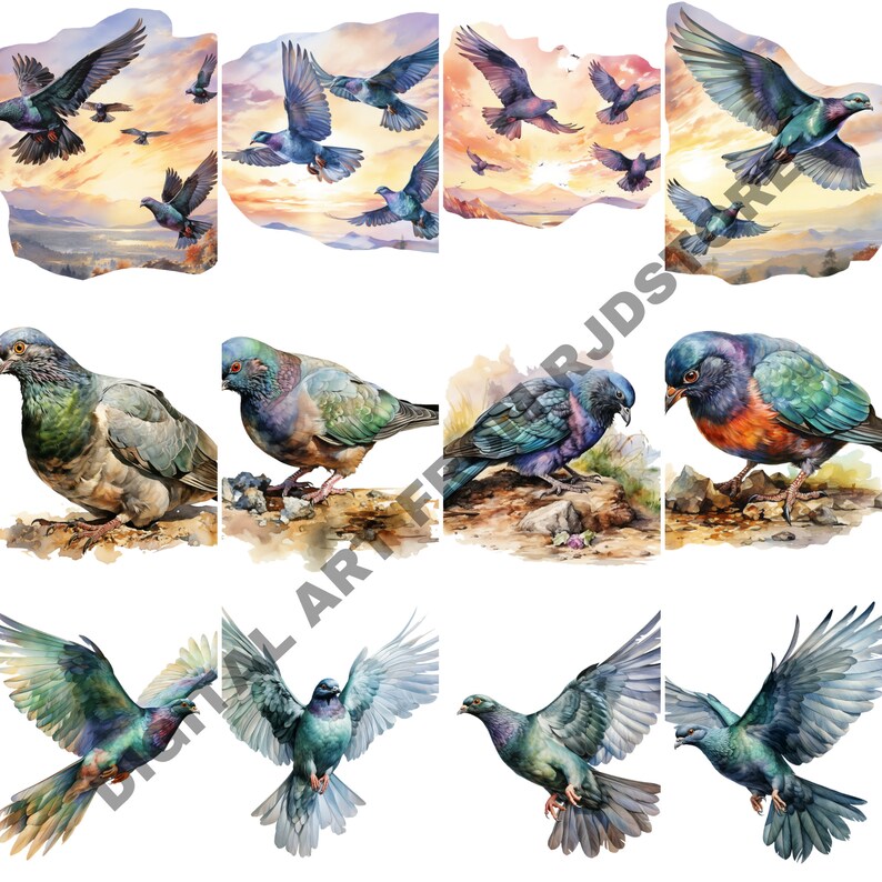 25 Watercolor Pigeon Bird Png Bird Clipart Bundle - Etsy