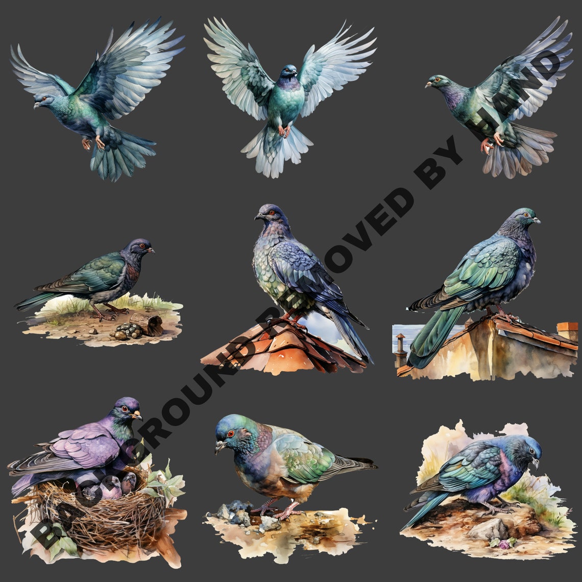 25 Watercolor Pigeon Bird Png Bird Clipart Bundle - Etsy