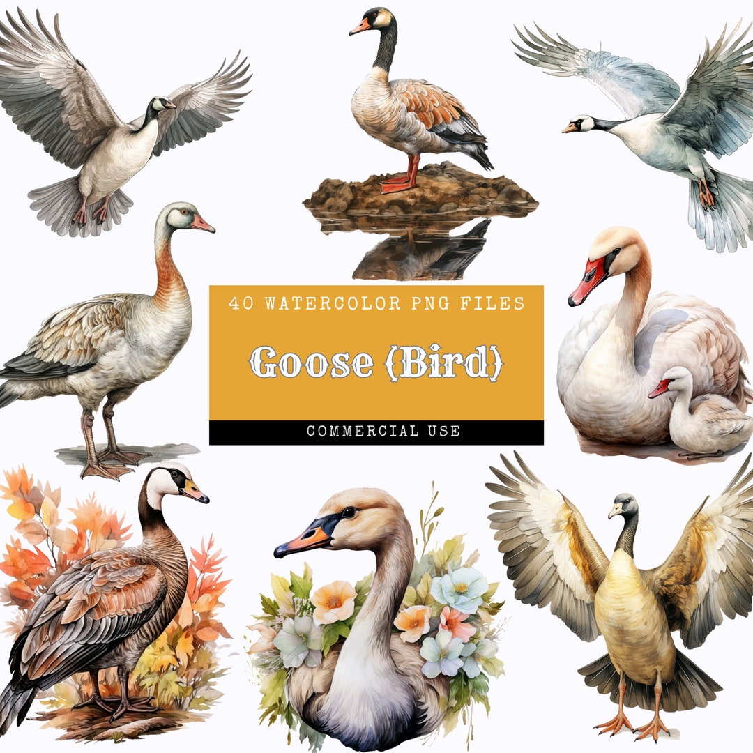 40 Watercolor Goose Png Clipart Cute Goose Clipart Bundle - Etsy