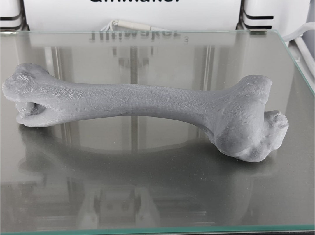 Ruminantia Humerus cow Bonesforearm 3D Bones Models 3D Scanning Models ...