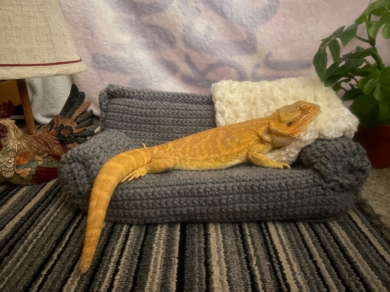 Bearded Dragon Couch - Crochet Pattern - Etsy