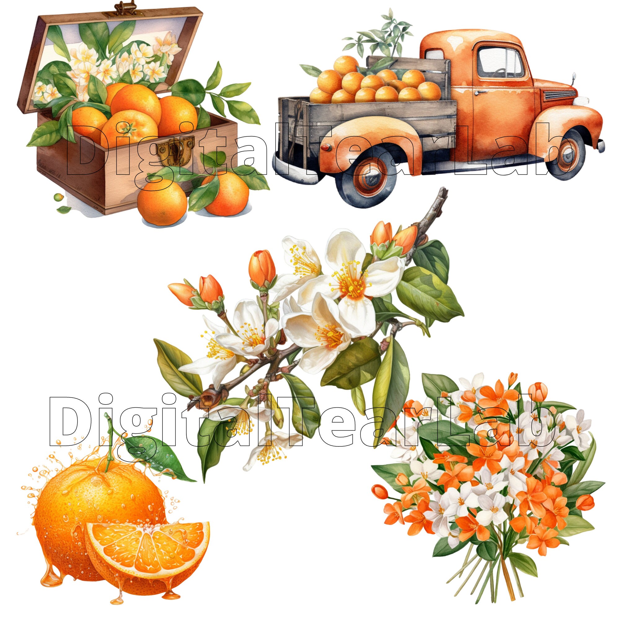 Orange Watercolor Clipart Orange Bundle PNG Sicilian Dream - Etsy