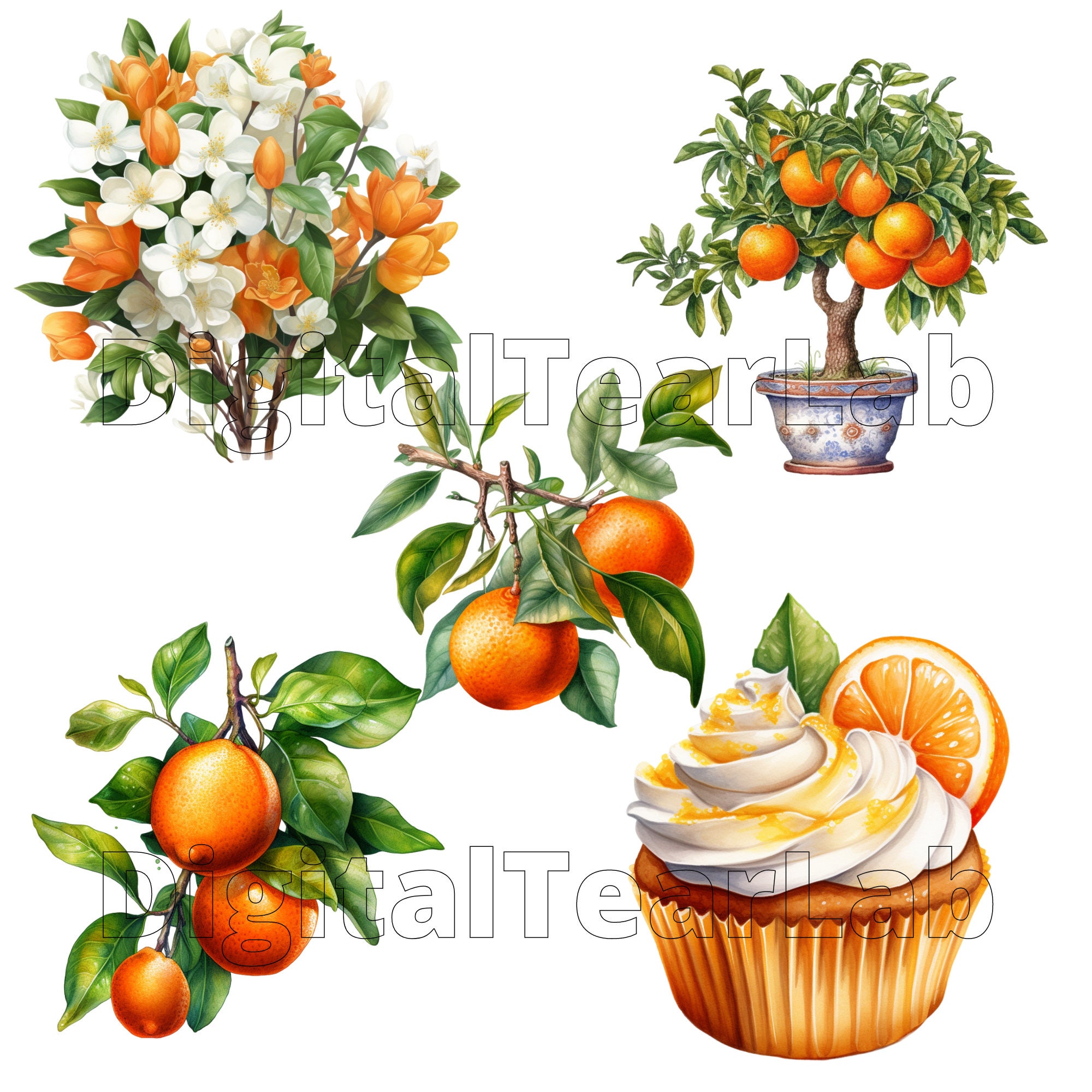 Orange Watercolor Clipart Orange Bundle PNG Sicilian Dream - Etsy