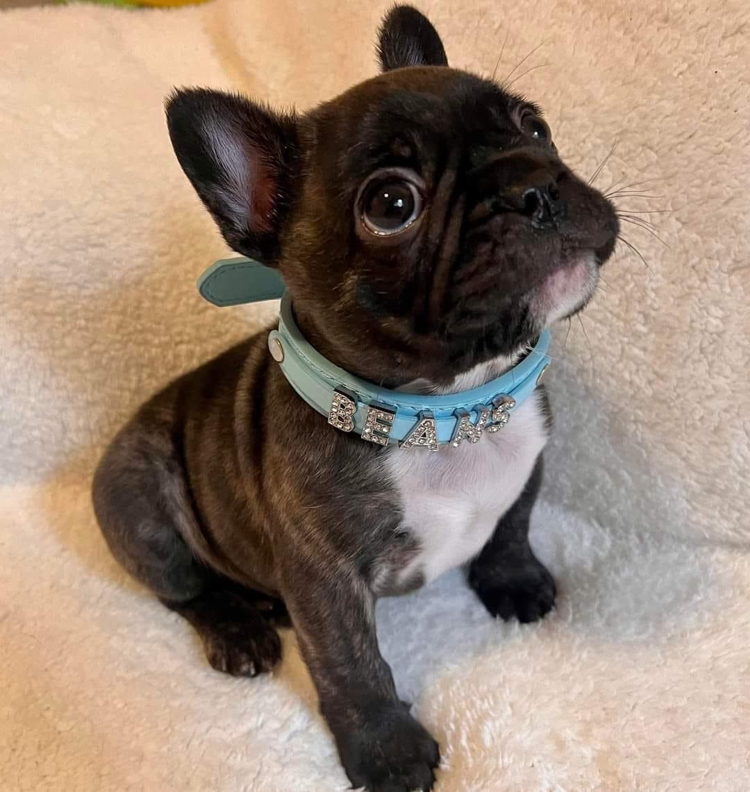 Personalized Vegan Leather Collar With Silver Rhinestone Letters, Dog ...