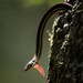 Eastern Ribbon Snake at Six Mile Cypress Slough Preserve. Florida ...