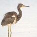 Tri-colored Heron Feather Fluff Bird Photo Wildlife Photography Wall ...