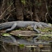 American Alligator at Six Mile Cypress Slough Preserve: Reptile Decor ...