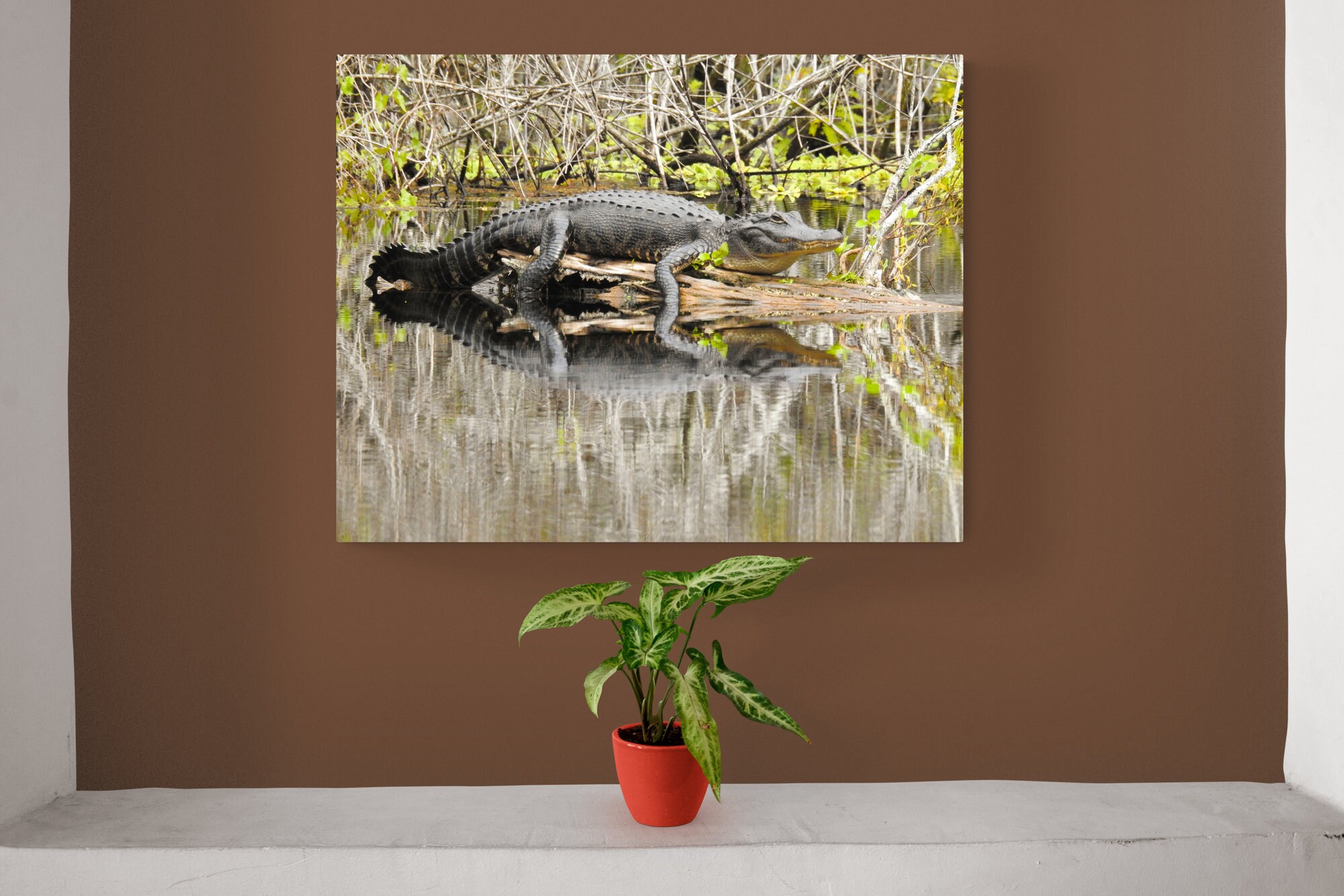 American Alligator at Six Mile Cypress Slough Preserve: Reptile Wall ...