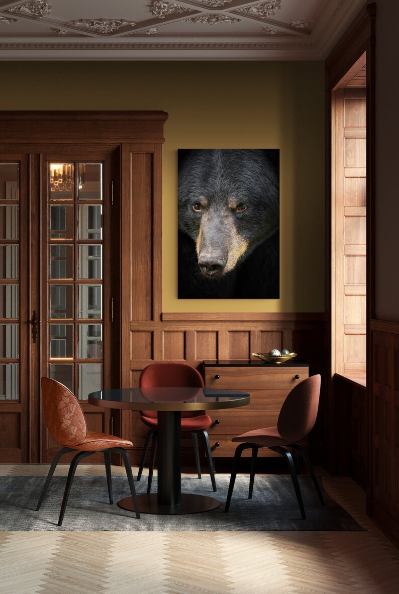 Soulful Look by a Black Bear. Bear Photography Wildlife Photography ...