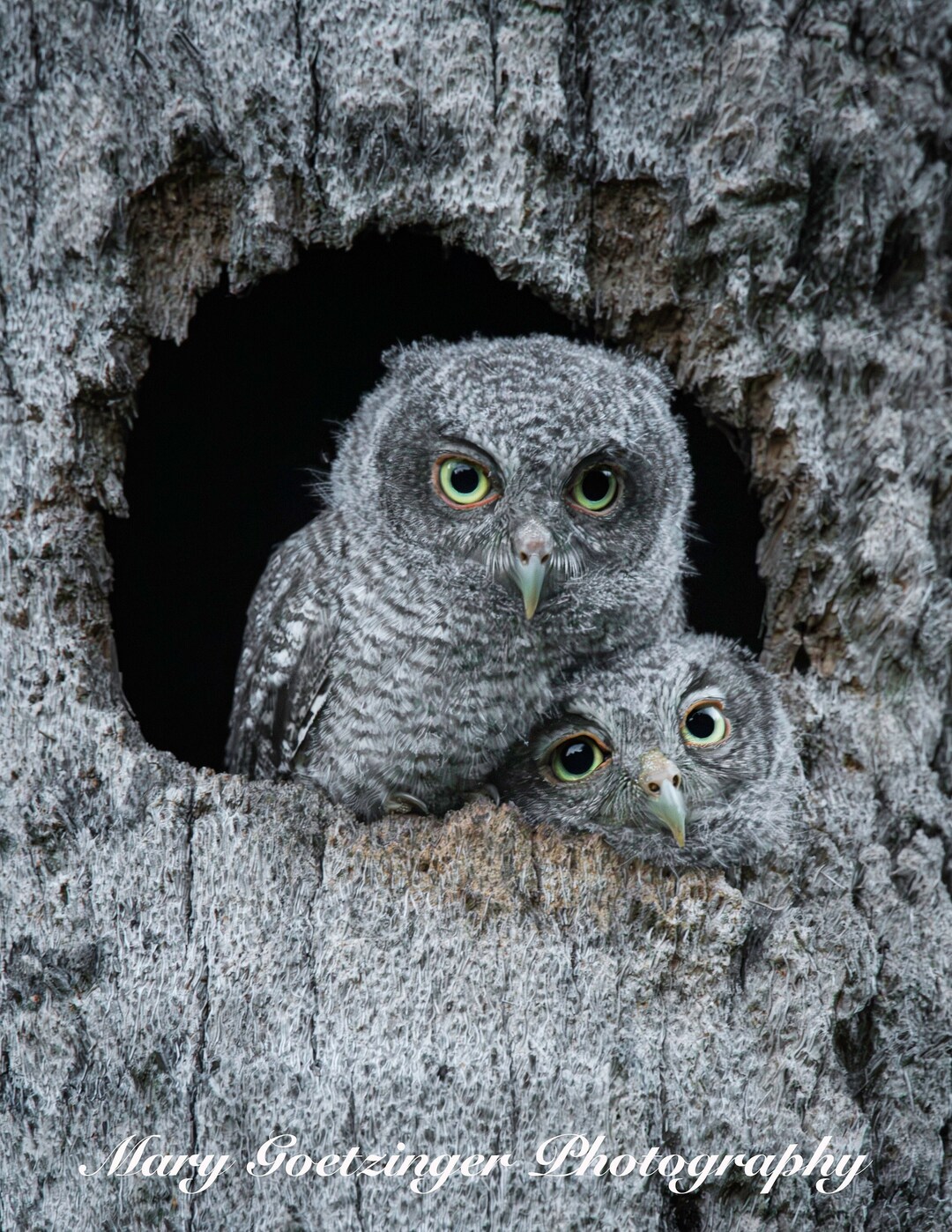 Eastern Screech Owl Babies Looking Out of the Nest. Florida Bird Raptor ...