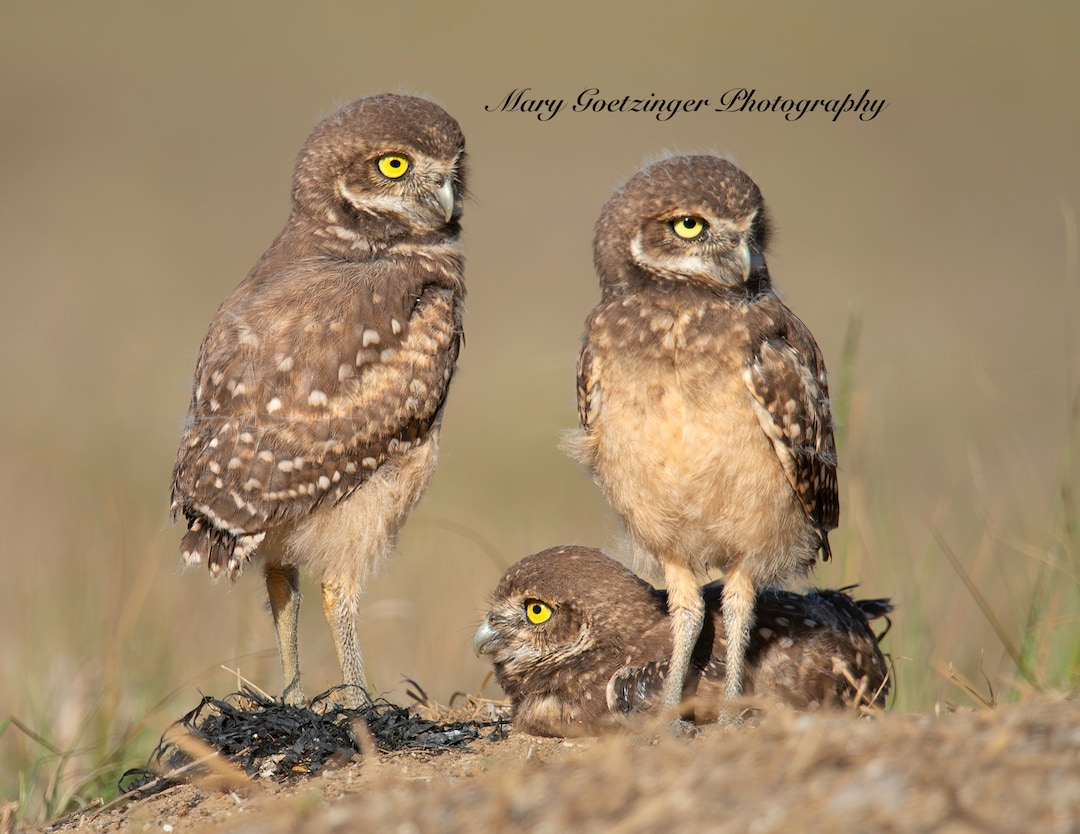Burrowing Owlets. Three Amigos! Florida Bird, Wildlife Photography ...