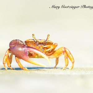 Fiddler Crab Note Card With Wildlife Artwork That Can Be Personalized ...