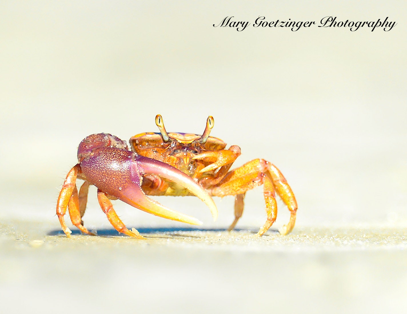Fiddler Crab Note Card With Wildlife Artwork That Can Be Personalized ...