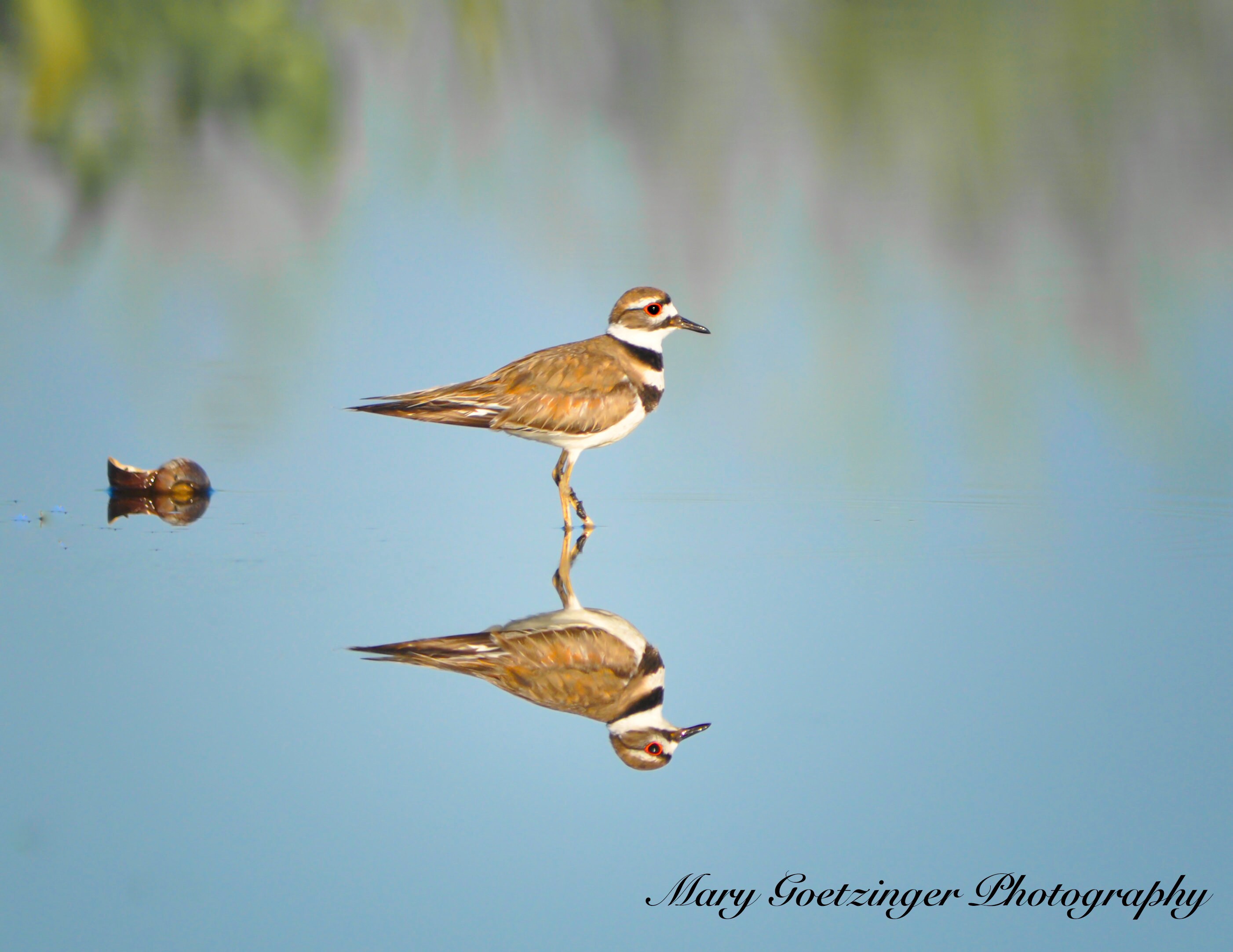 Killdeer Florida Shore Bird Photo Wildlife Artwork - Etsy