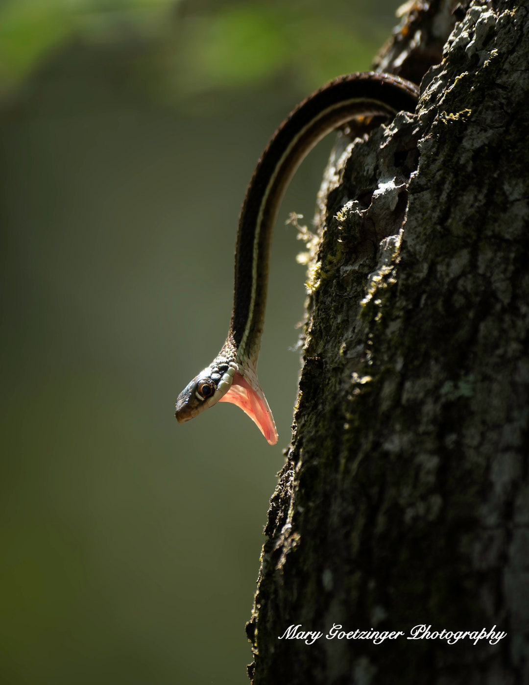 Eastern Ribbon Snake at Six Mile Cypress Slough Preserve. Florida ...