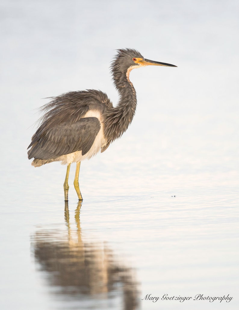 Tri-colored Heron Feather Fluff Bird Photo Wildlife Photography Wall ...